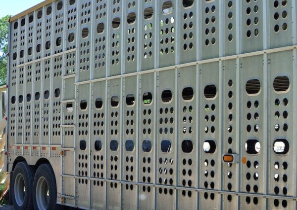 Enhancing Calf Transport with a New Tool – Cargo Trailer – CM Trailers Sale