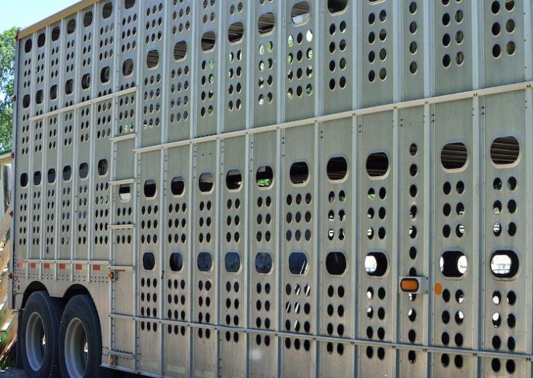 Enhancing Calf Transport with a New Tool – Cargo Trailer – CM Trailers Sale
